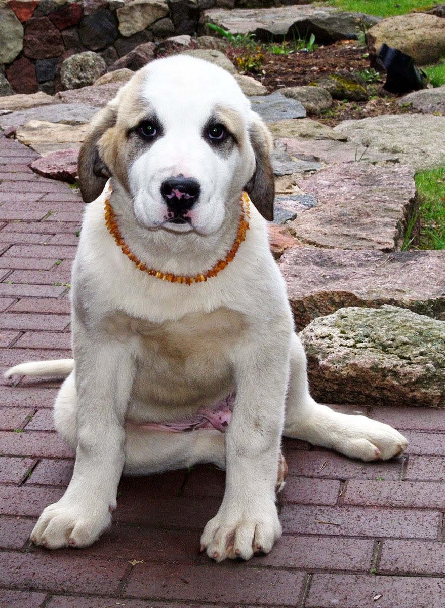 The 8 Different Colors of Amber And Their Rarity