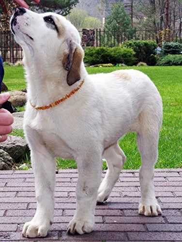 Prevent Lyme Disease in Dogs with Baltic Essentials Amber